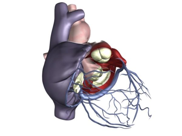 Resynchronizer System (CRT-D and CRT-P) - AF-ABLATION